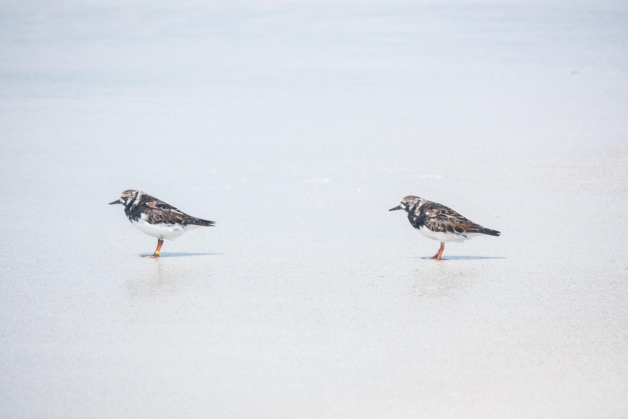 200+ Free Sandpiper & Nature Images - Pixabay