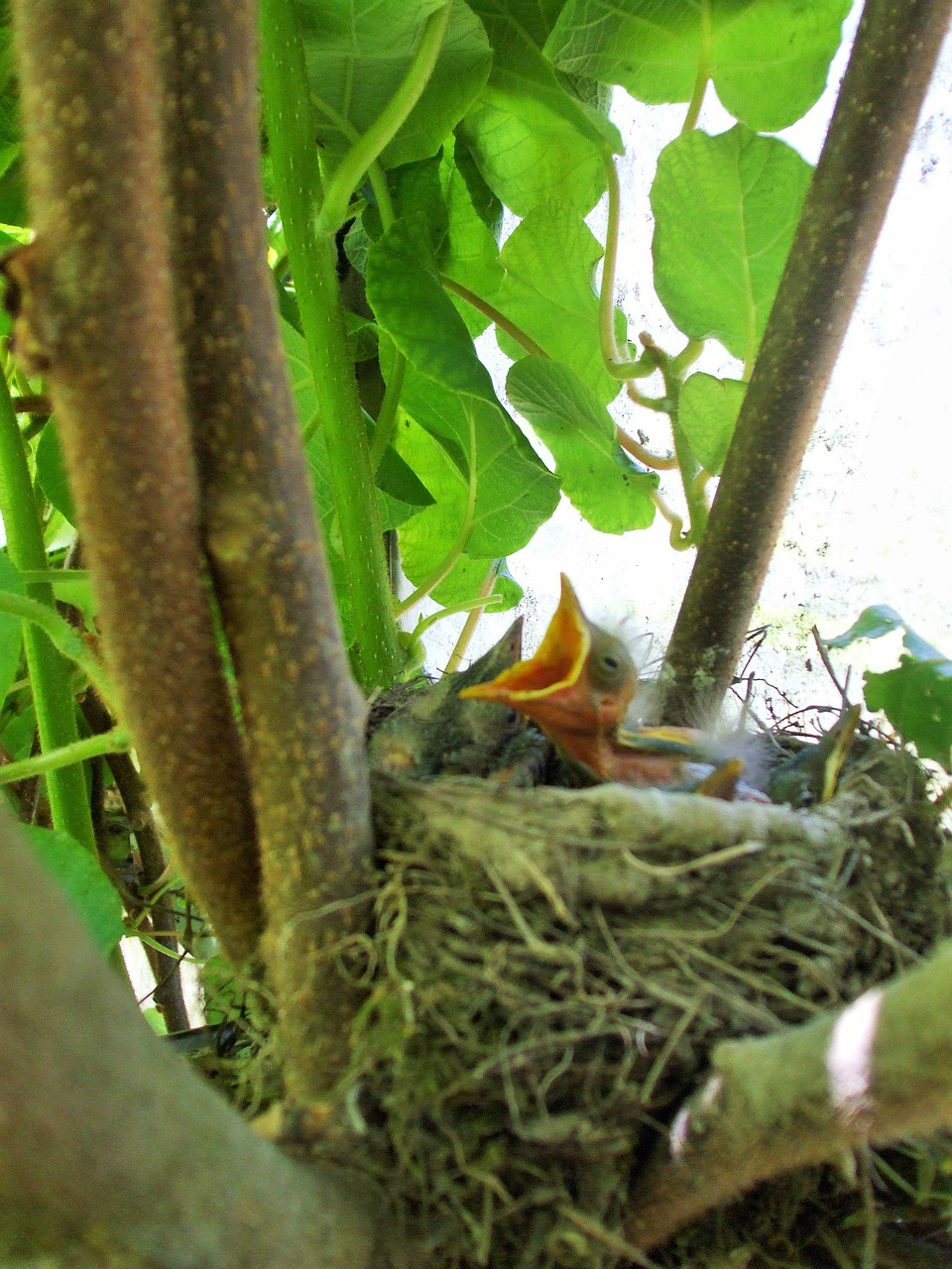 El Nido Pájaro Joven - Foto gratis en Pixabay - Pixabay