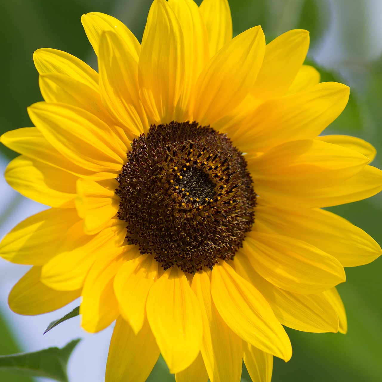 Girasol Amarillo El Verano - Foto gratis en Pixabay - Pixabay