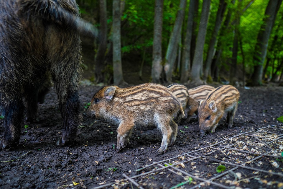 Wild Zwijn Varken Zeugen Het - Gratis foto op Pixabay - Pixabay
