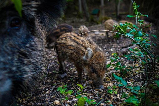 60+ Free Wildschwein Nase & Boar Photos - Pixabay