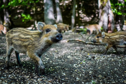 60+ Free Wildschwein Nase & Boar Photos - Pixabay