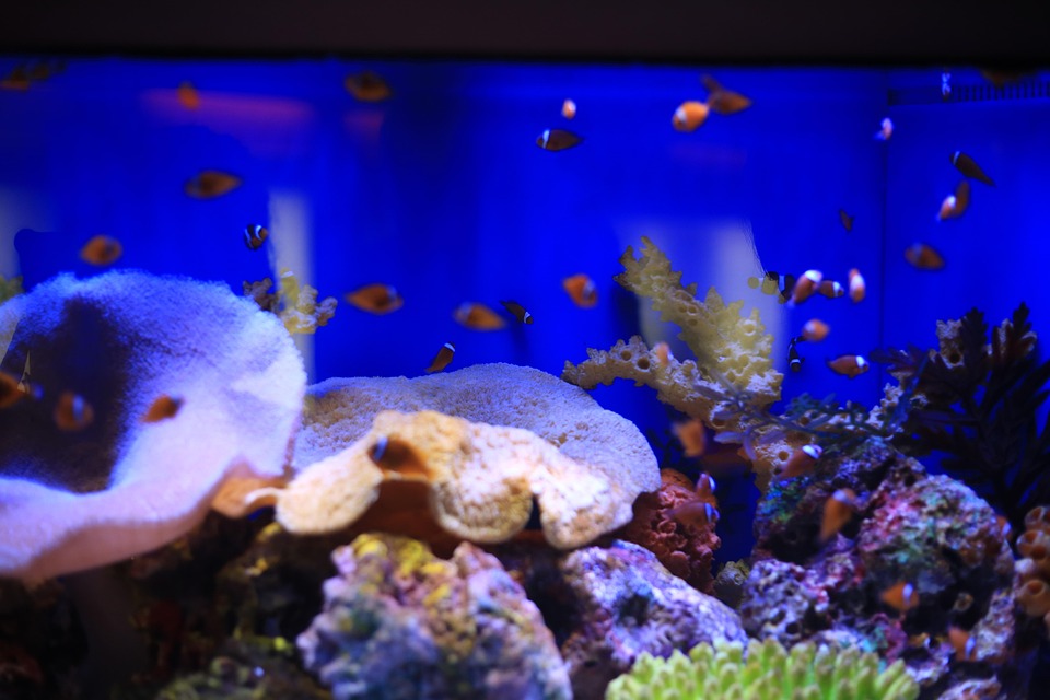 Marine Biologie - Kostenloses Foto auf Pixabay - Pixabay