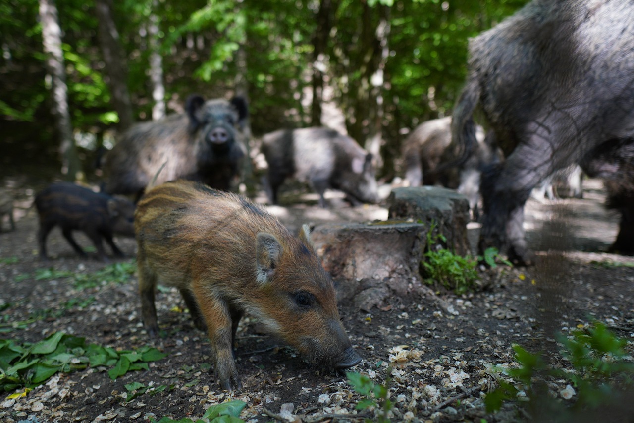 700+ Free Piglets & Pig Images - Pixabay