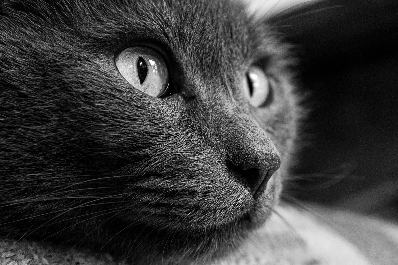 300,000+ Free Animal Talking & Talking Images - Pixabay