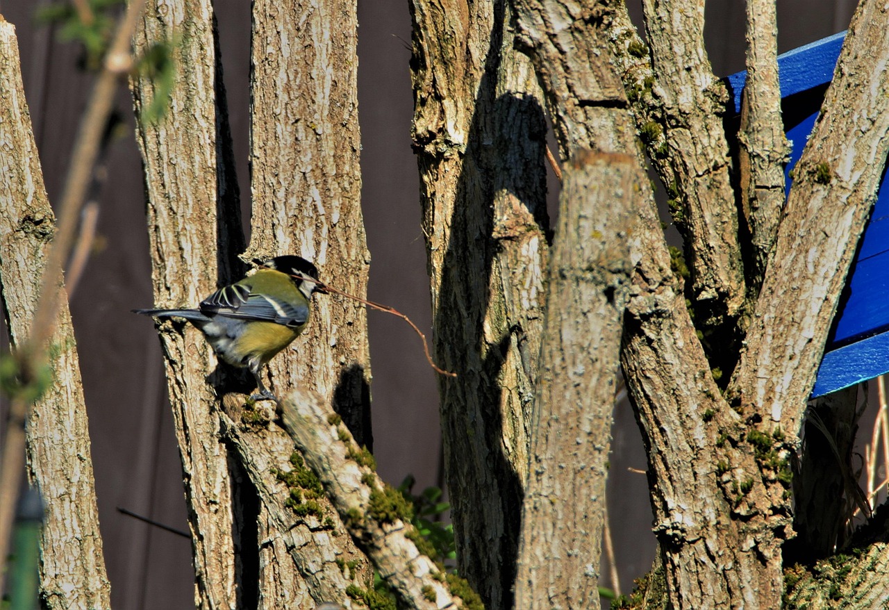 Great Tit Bird - Free photo on Pixabay - Pixabay