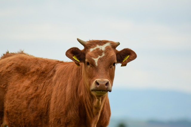 Cow Close Up Nature - Free photo on Pixabay