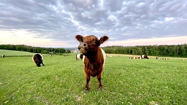 Vache Galloway Animal Du - Photo gratuite sur Pixabay
