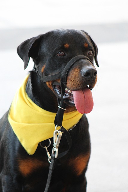 狗笼头 罗威纳犬 训犬 - Pixabay上的免费照片 - Pixabay