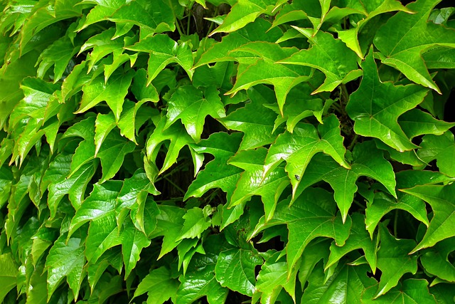 Ivy Plante Le Printemps - Photo gratuite sur Pixabay - Pixabay