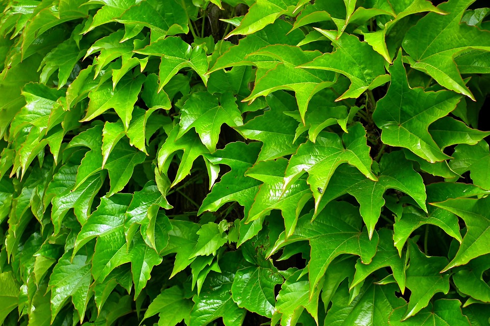 Ivy Planta Primavera - Foto gratis en Pixabay - Pixabay