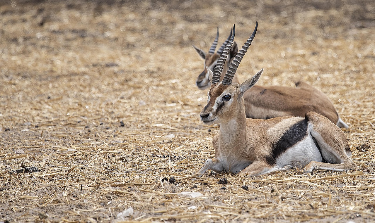 Animal Gazela Six Legged Gazelle Spotted In Israel