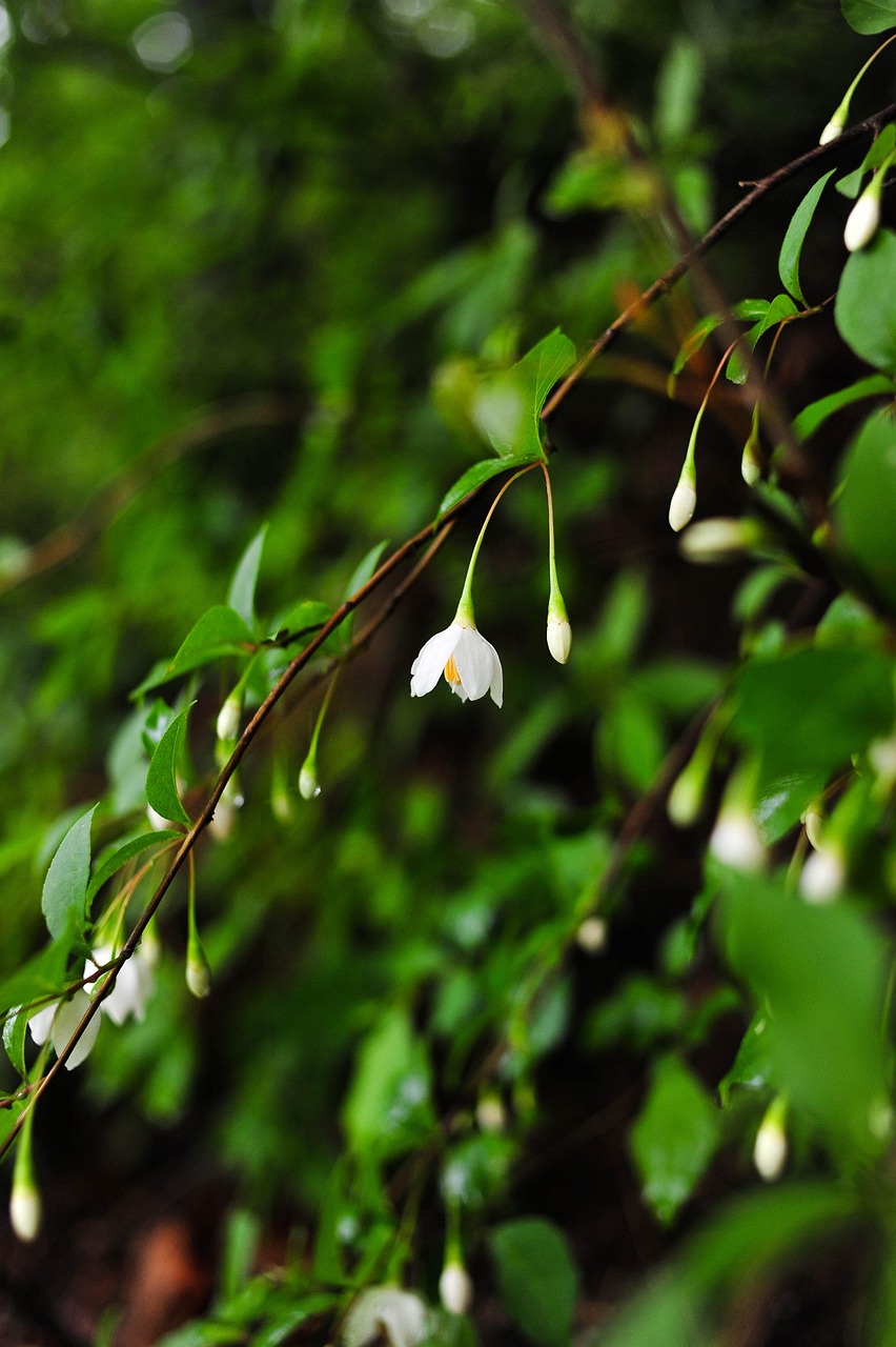 Flower Spring Nature - Free photo on Pixabay - Pixabay