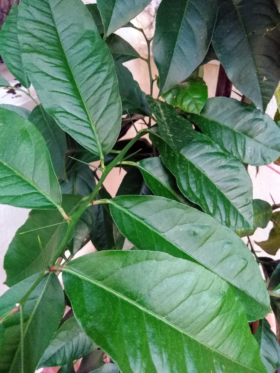 Sheets Lemon Tree Nature - Free photo on Pixabay - Pixabay