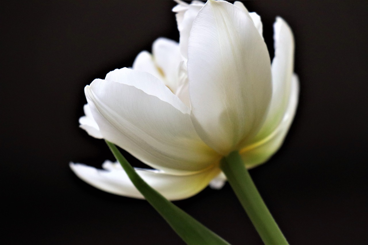 8,000+ Free Flashback Memories & Memory Images - Pixabay