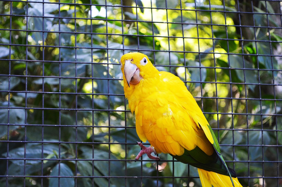 Parakeet Bird Parrot - Free photo on Pixabay