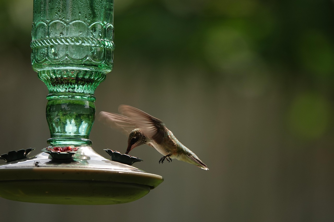 Hummingbird Nature Colorful - Free photo on Pixabay - Pixabay