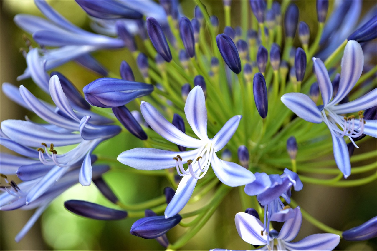 200+ Free Índigo & Indigo Images - Pixabay