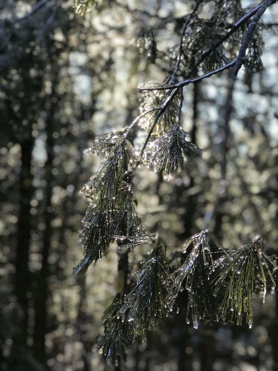 Plus de 40 photos gratuites de Verglas et de Hiver - Pixabay
