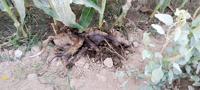 Dog Death Decomposition Dirty - Free photo on Pixabay