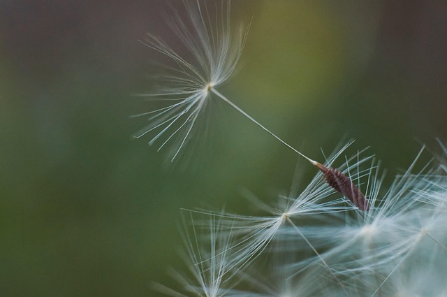Dandelion One Seed Spring - Free photo on Pixabay