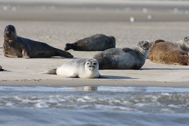 1,000+ Free Seal & Nature Photos - Pixabay
