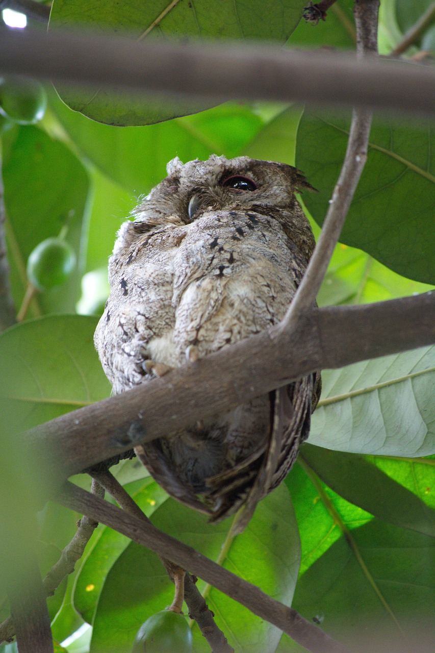 Owl Burung-Burung - Foto gratis di Pixabay