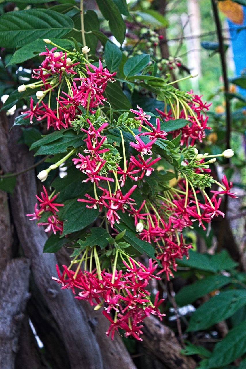 Climber Plant Blossom Bloom - Free photo on Pixabay - Pixabay