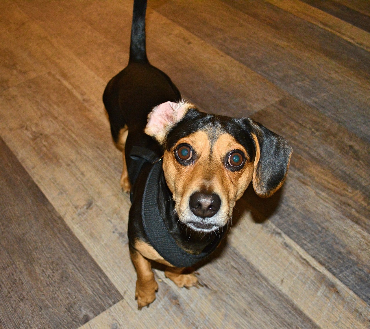 Dog Friendly Pet - Free photo on Pixabay - Pixabay