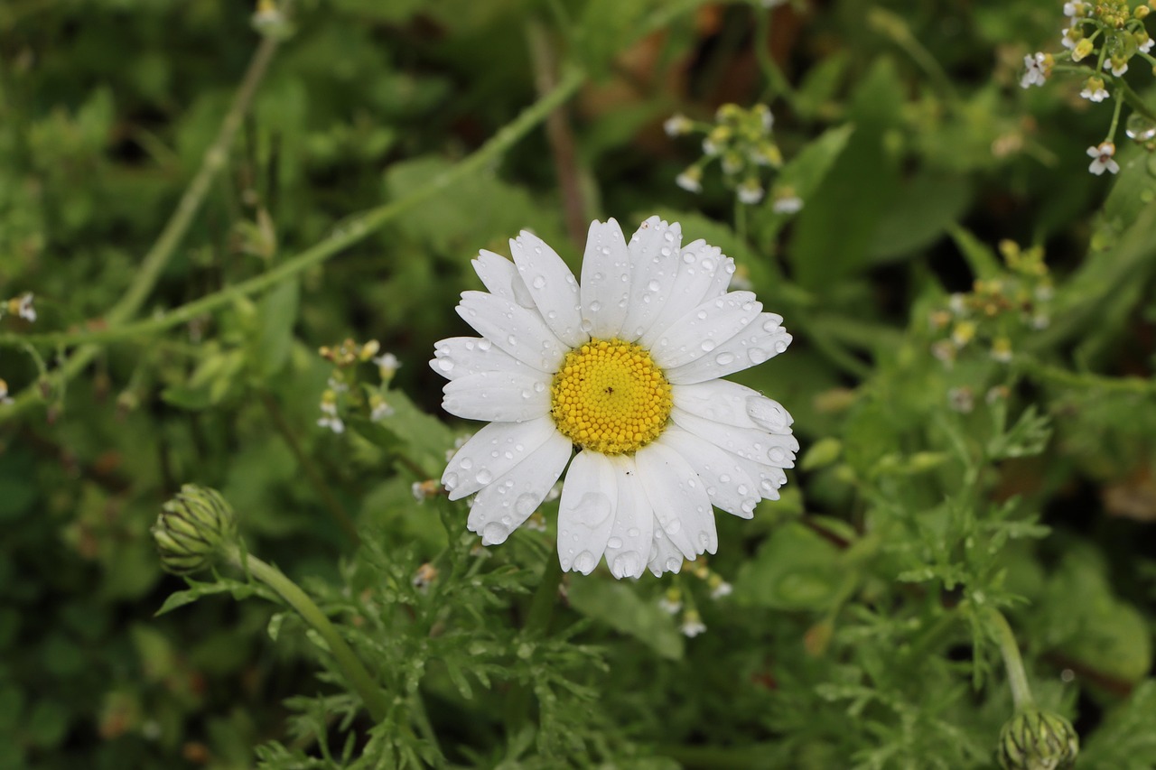 Mandi Bunga Aster Itu - Foto gratis di Pixabay - Pixabay