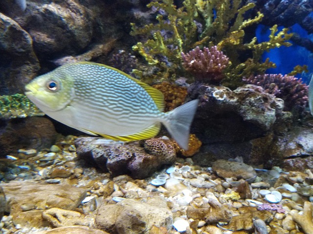 Under The Sea Fish - Free photo on Pixabay