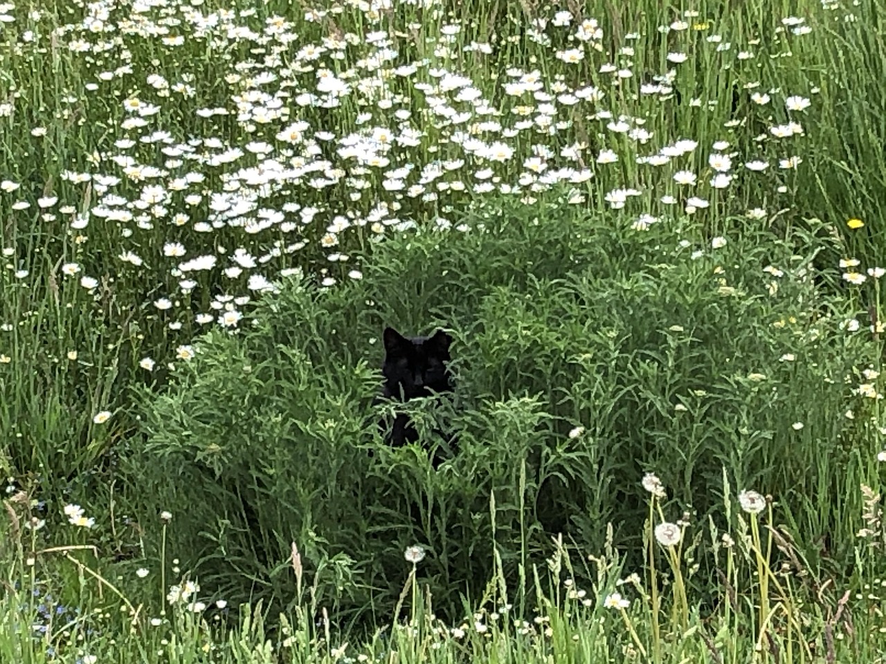 Padang Rumput Kucing Hijau - Foto gratis di Pixabay - Pixabay