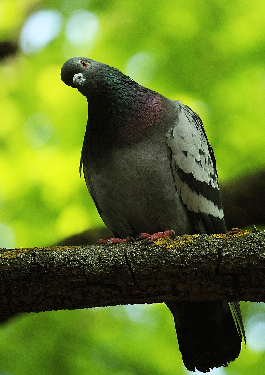 Pigeon Bird Feather - Free photo on Pixabay - Pixabay