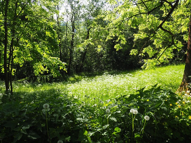 Freiras Floresta Primavera - Foto gratuita no Pixabay - Pixabay