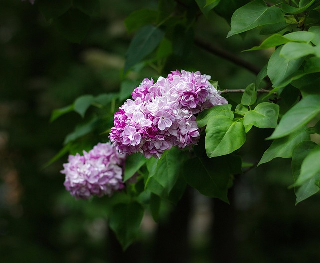 Lilac Branch Nature The - Free photo on Pixabay