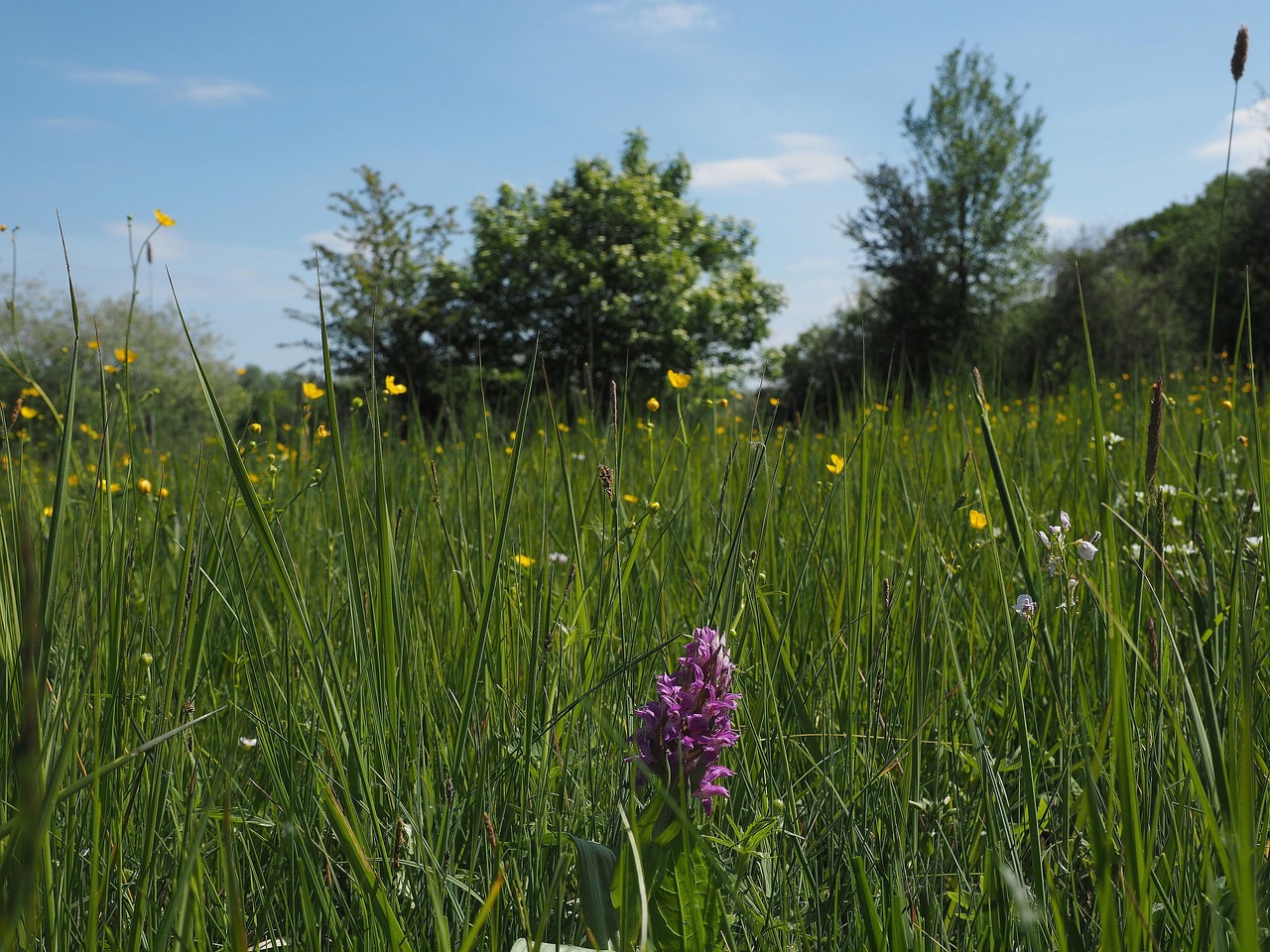 Wildblumenwiese Wild Orchidee - Kostenloses Foto auf Pixabay - Pixabay