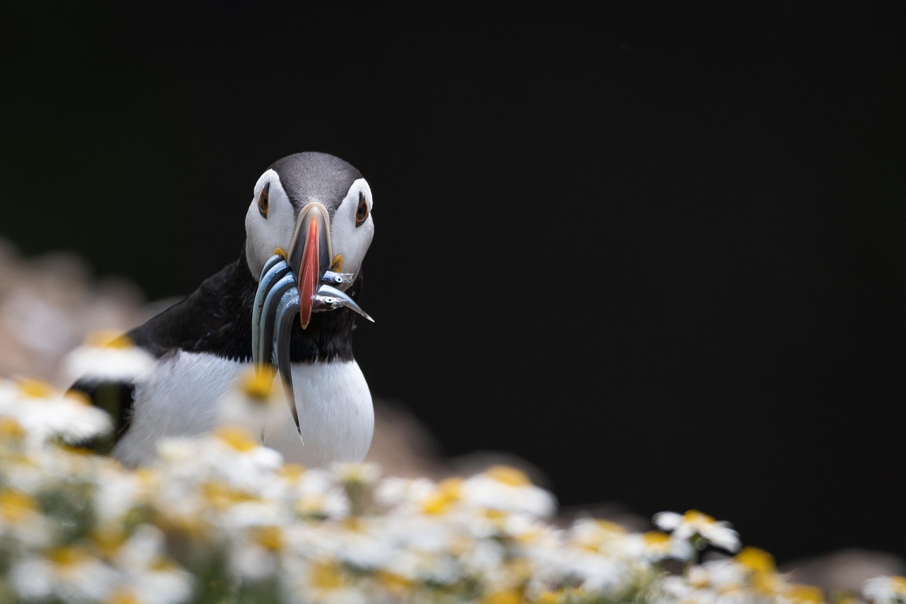 Puffins Bird Nature - Free photo on Pixabay - Pixabay