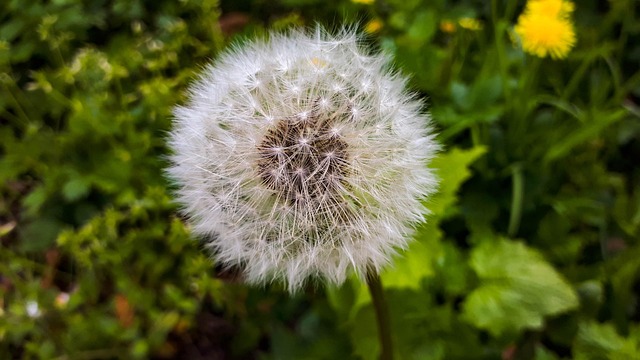 Pusteblume Natur Nahaufnahme - Kostenloses Foto auf Pixabay - Pixabay