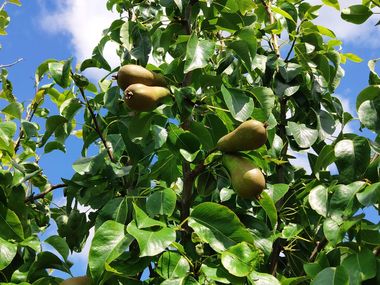 Peras Pereira Fruta - Foto gratuita no Pixabay - Pixabay