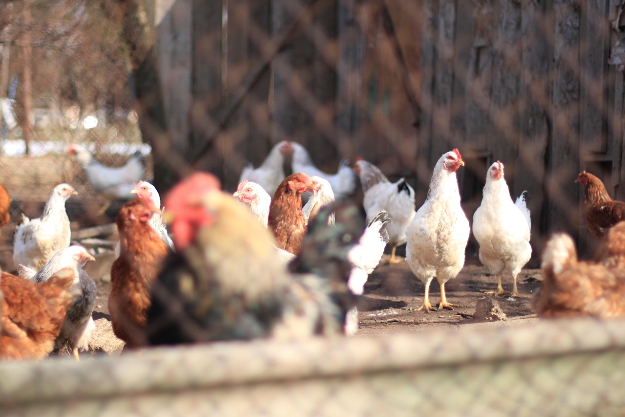 Pollos Gallinas Valla Eslabón De - Foto gratis en Pixabay