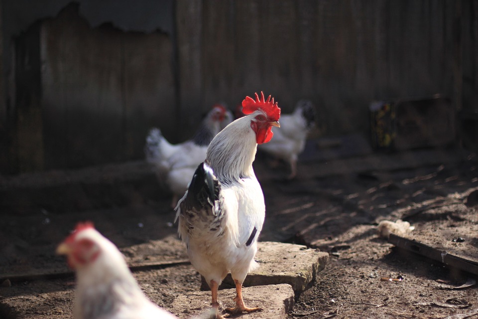 Village Chicken Bird - Free photo on Pixabay