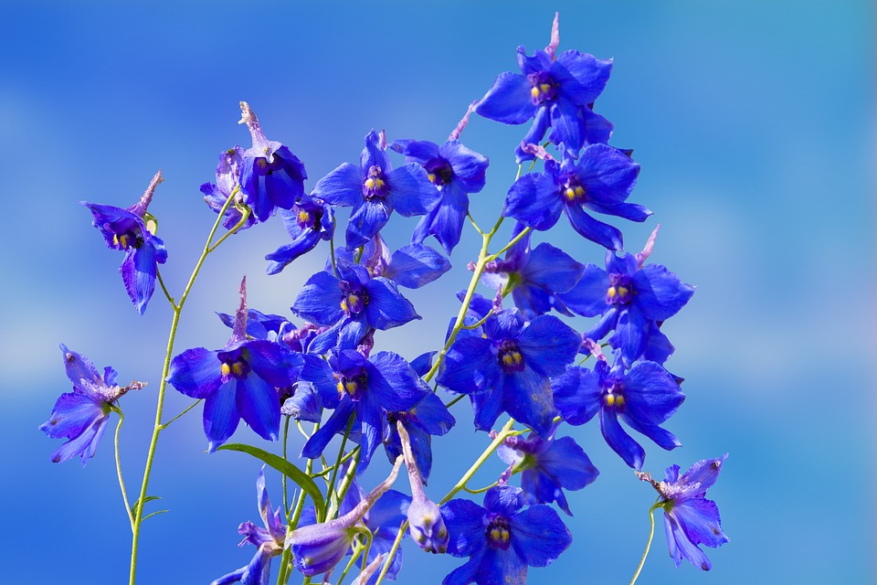Background Flower Larkspur - Free photo on Pixabay - Pixabay