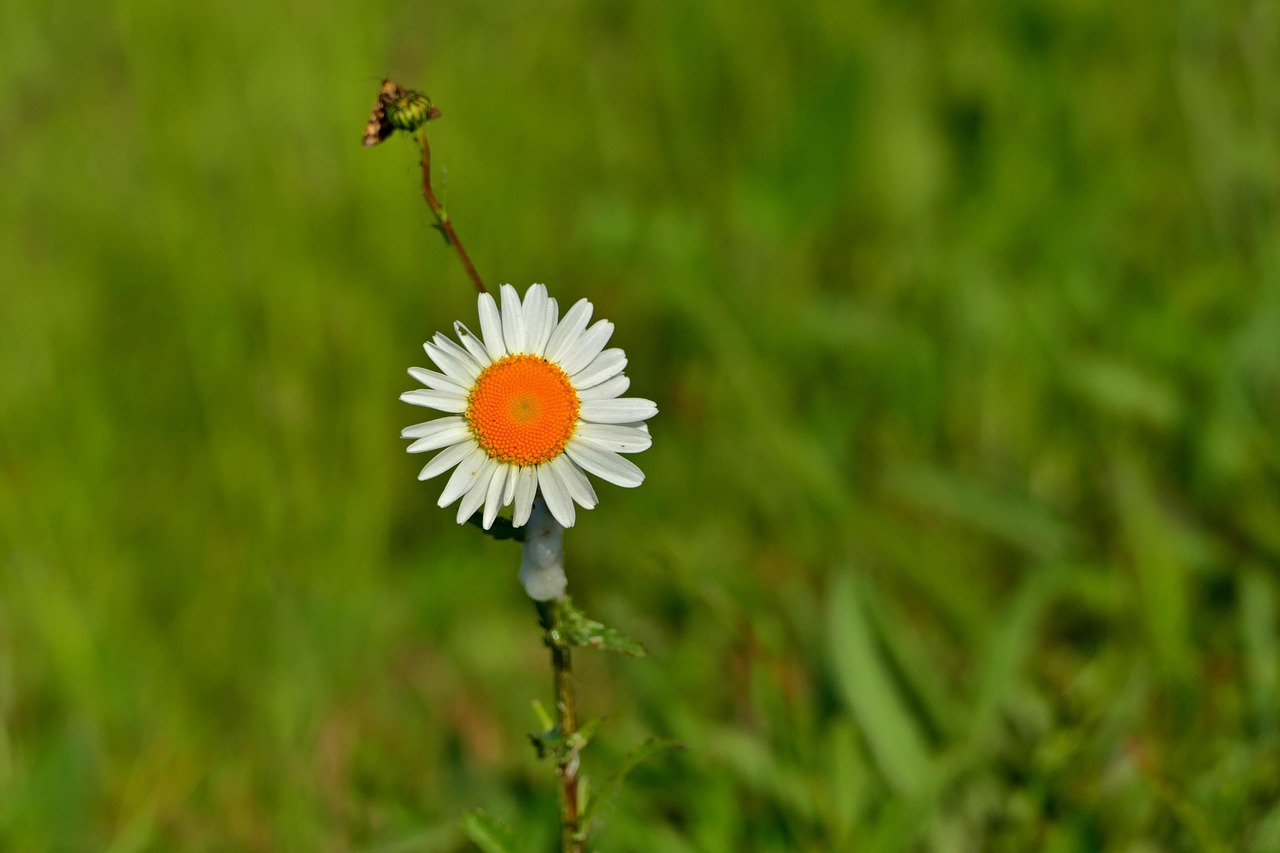Plantar Flor Kamilka - Foto gratuita no Pixabay - Pixabay
