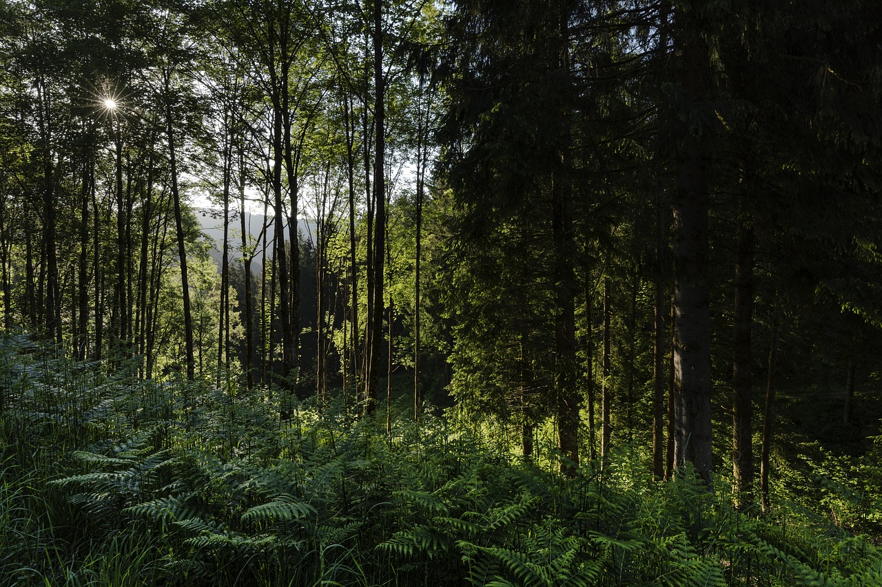 Morning Light Black Forest - Free photo on Pixabay - Pixabay