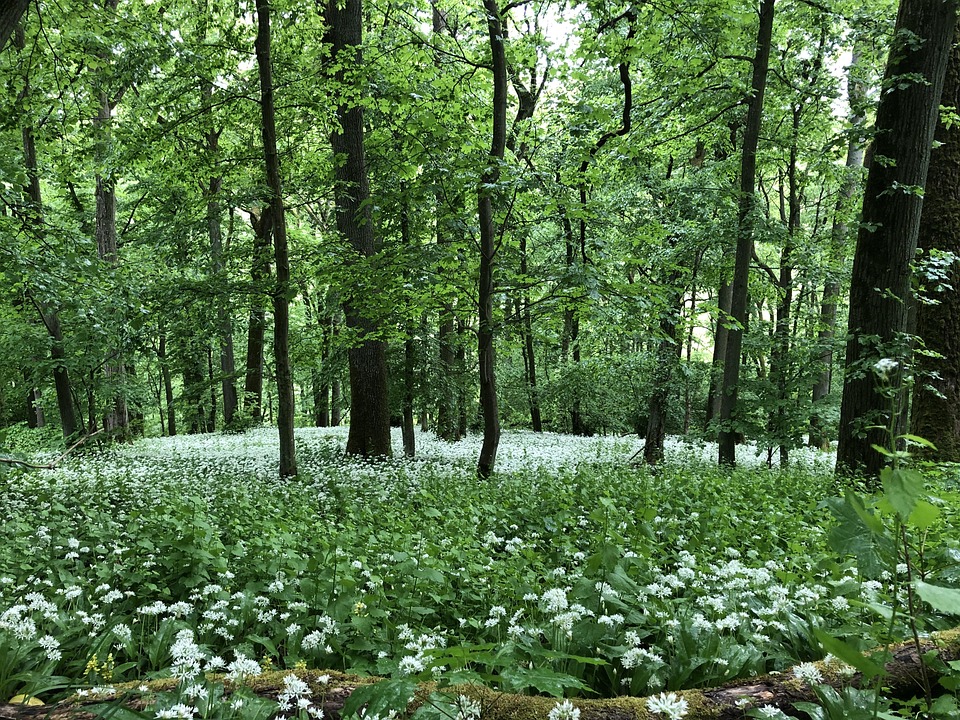 Nature Forêt - Photo gratuite sur Pixabay - Pixabay
