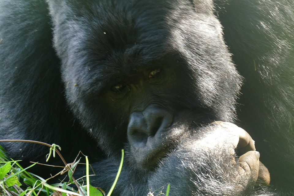 África Gorila Primata Animais - Foto gratuita no Pixabay - Pixabay