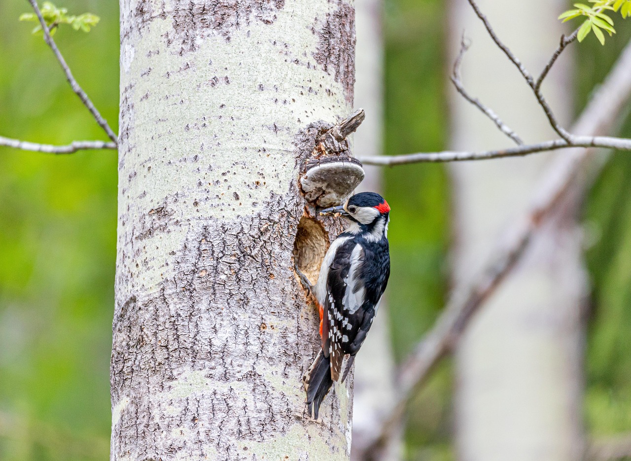 Woodpecker Bird Nature - Free photo on Pixabay