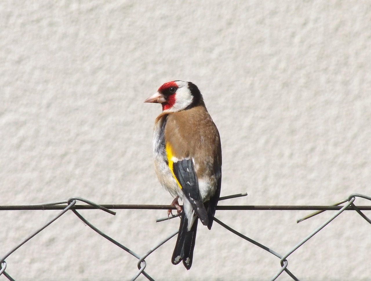 European Goldfinch Bird Colorful - Free photo on Pixabay - Pixabay