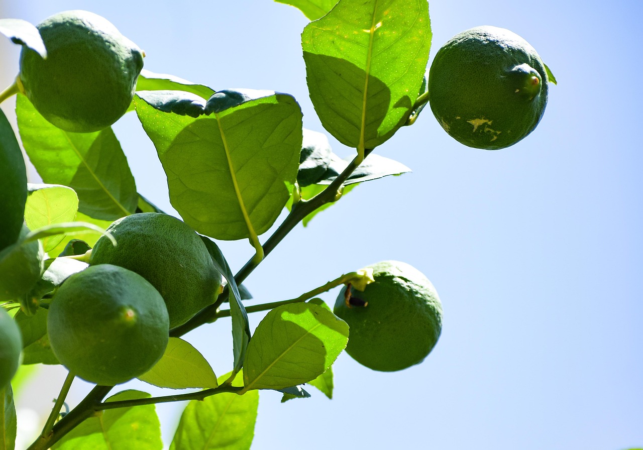 100+ Free Lime Tree & Lime Images - Pixabay