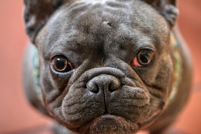 Cachorro Animal Doméstico - Foto gratuita no Pixabay - Pixabay